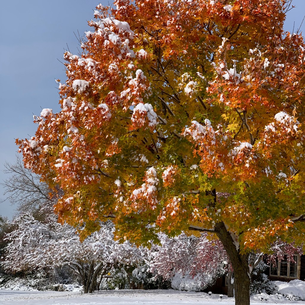 Winter?Autumn? and WIPs | Cindy Rice Designs